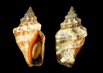 凤螺总科 Strombacea 蓝色动物学（中国动物学科普）